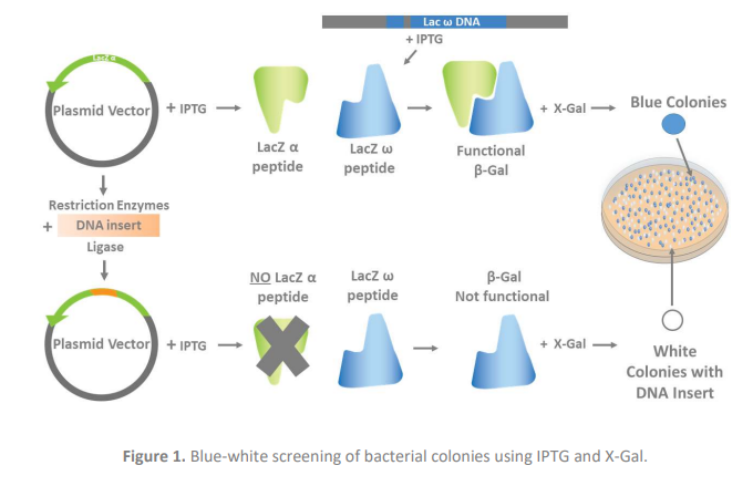 Blue-White Screening of Bacterial Colonies Utilizing X-Gal and IPTG Plates