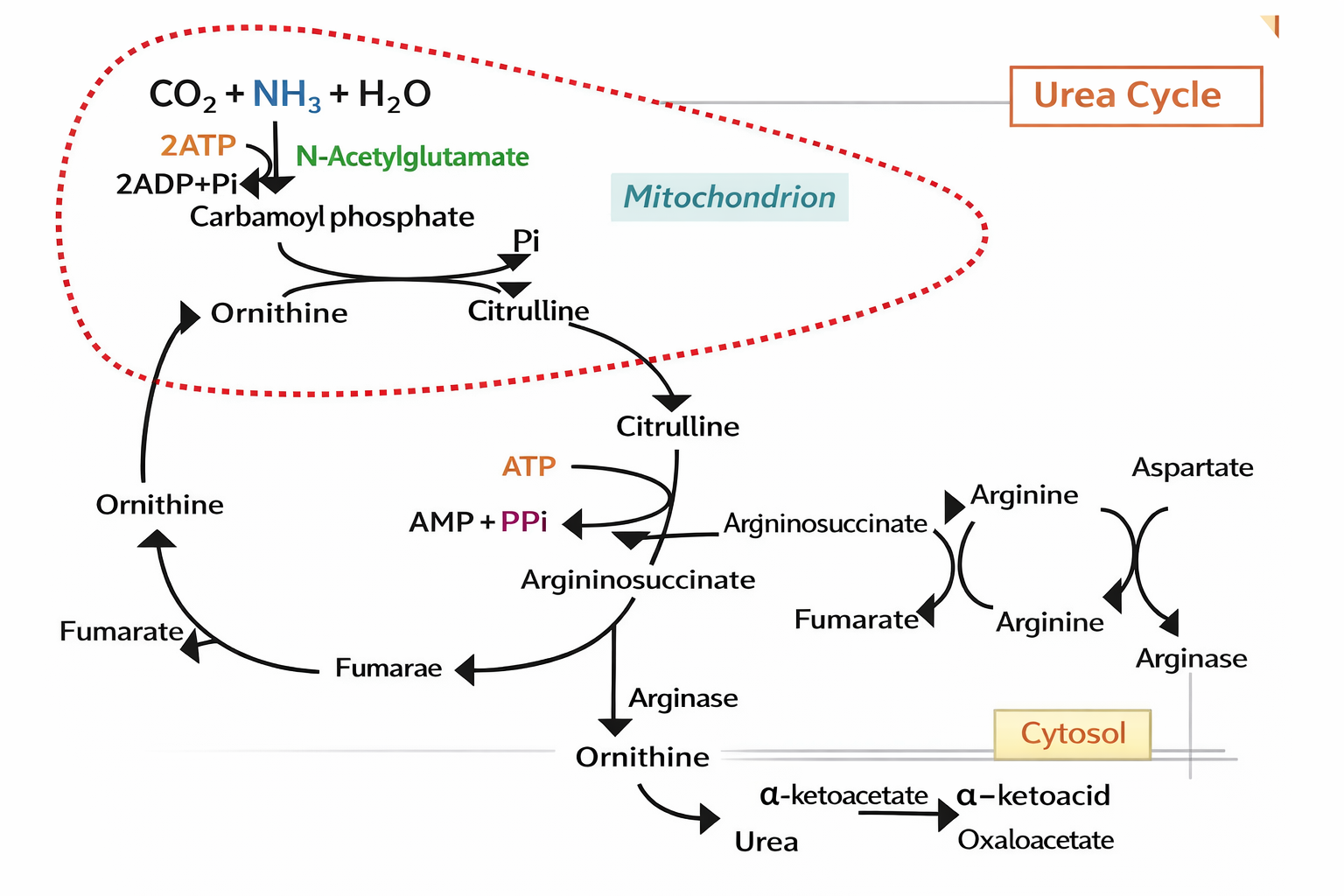 Key Enzymes in Amino Acid Metabolism: A Mechanistic Framework and ...